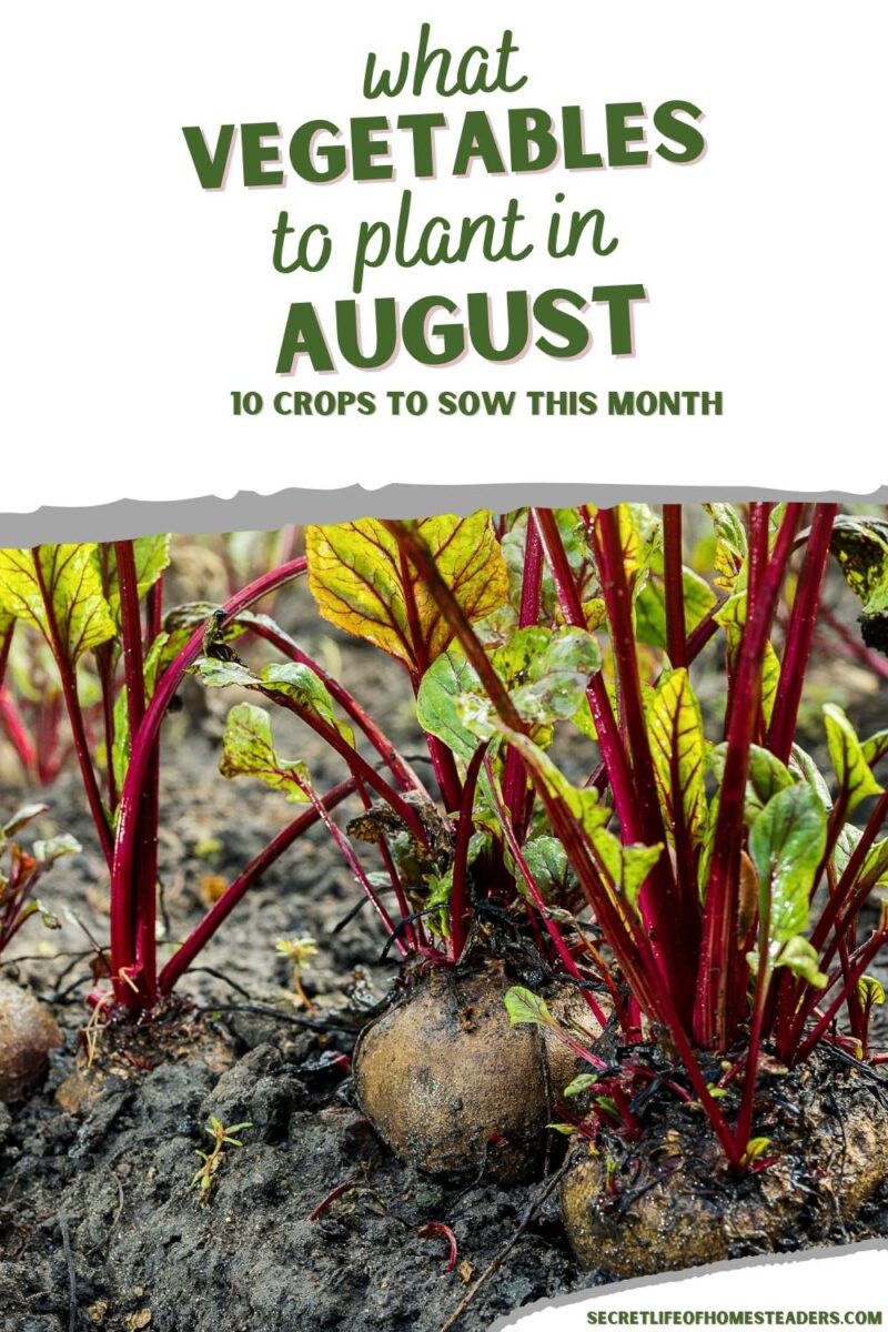 Vegetables To Plant In August: 10 Crops To Sow And Grow This Month ...